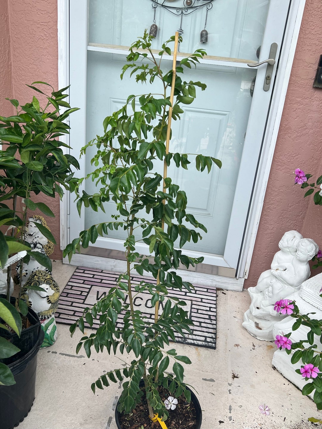 Curry Leaves Tree 5ft & Up. No Ship to CA. - Etsy