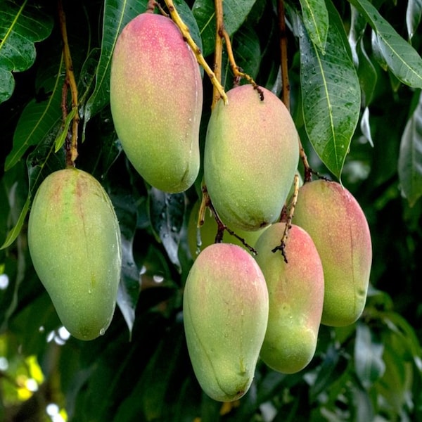 Dwarf Mango Tree - Etsy