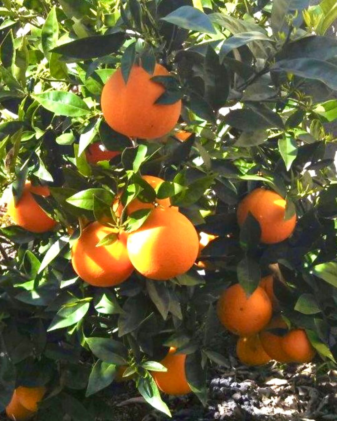 Navel Orange Grafted Tree 3ft Tall Tree. No Shipping to CA. - Etsy