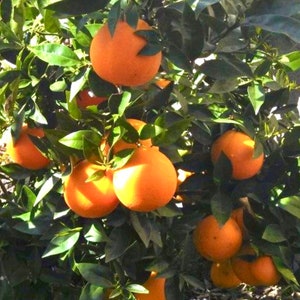 Navel Orange Grafted Tree 3ft Tall Tree. No Shipping to CA. - Etsy