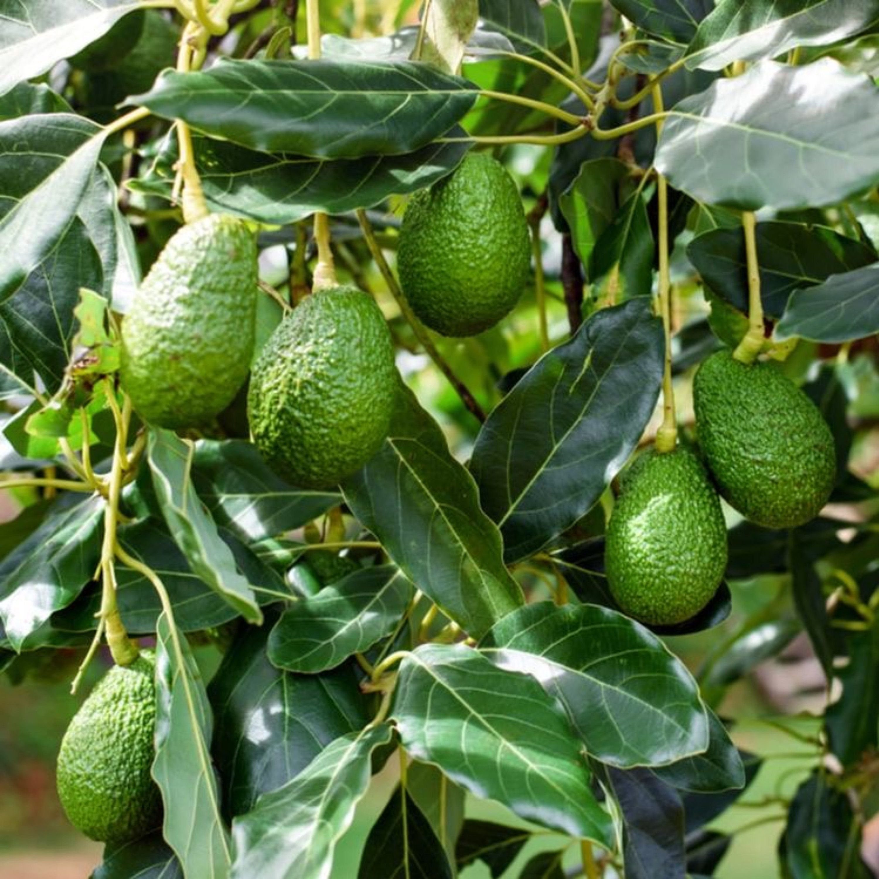 Hass Avocado Grafting 3ft & up Trees. No Ship to CA. - Etsy