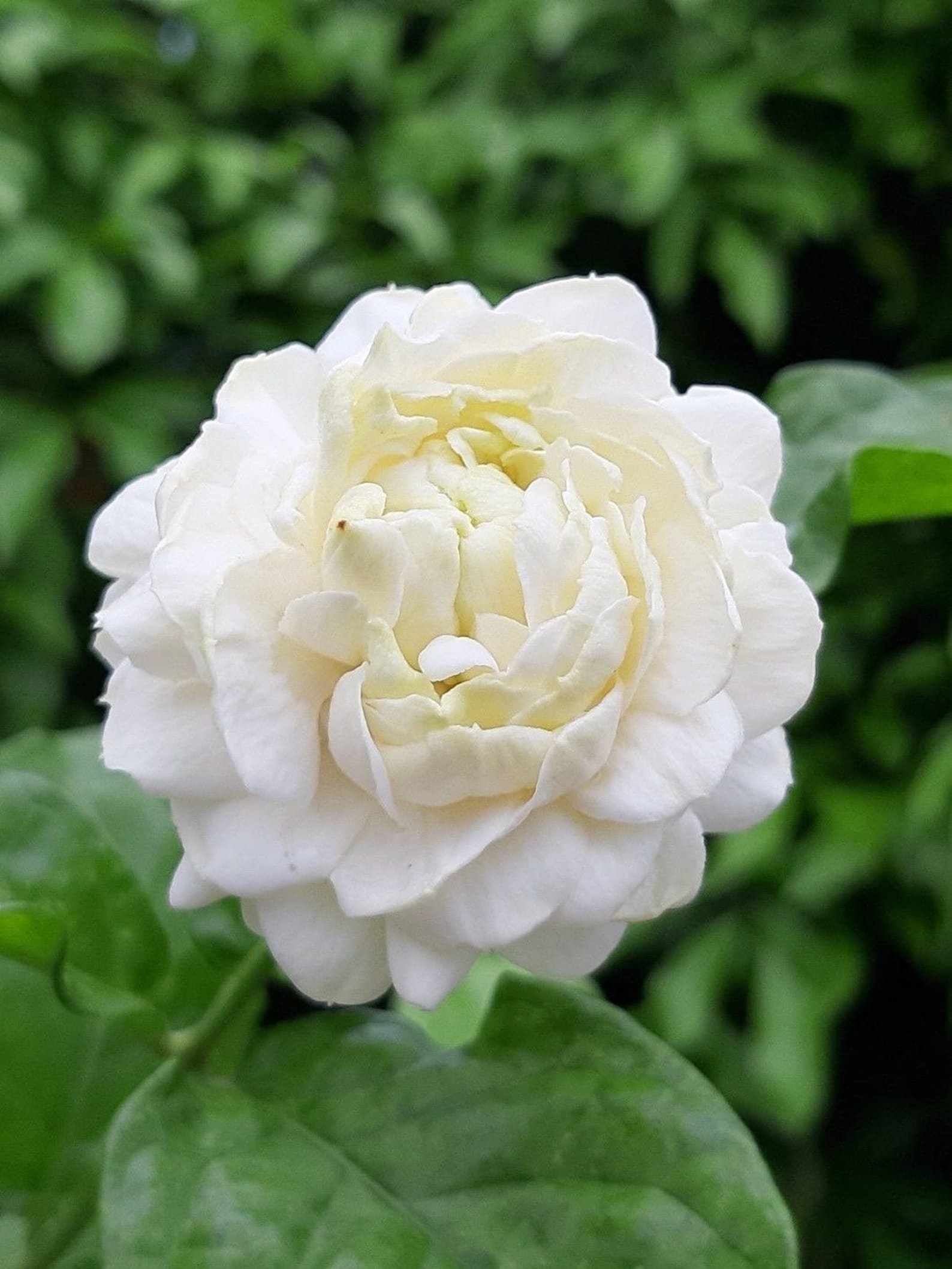 Grand Duke Jasmine Plants 2ft & Up. - Etsy