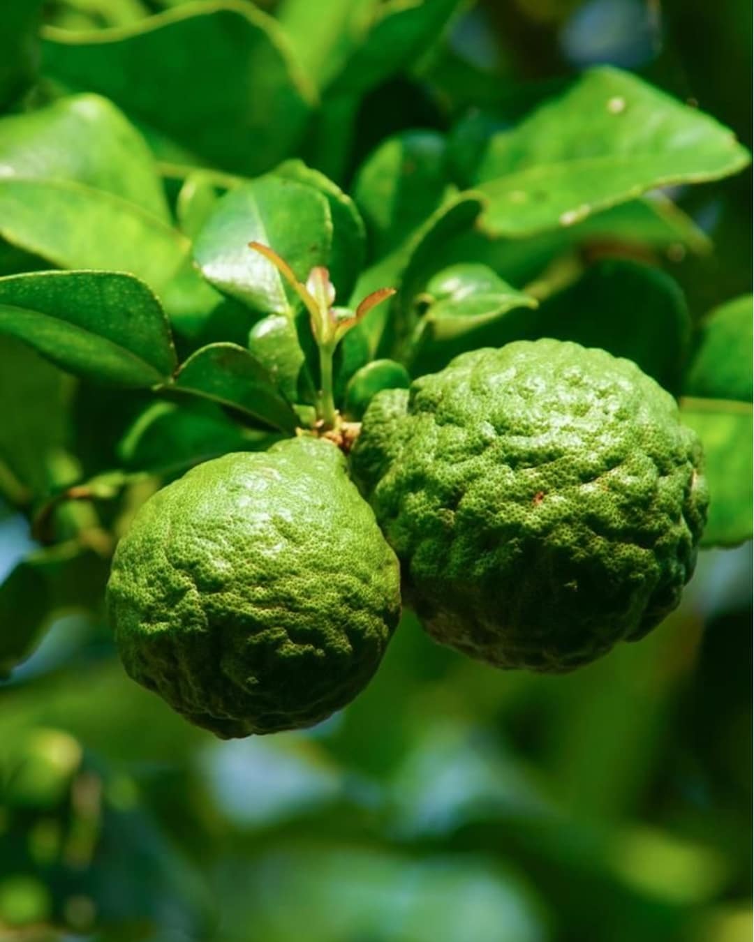 Grafted Kaffir Lime Tree - Almost 4ft 3gl Pot. No Ship to CA. - Etsy