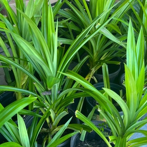 Pandan Plant - Live Edible Plant (2ft). No Ship to CA. - Etsy