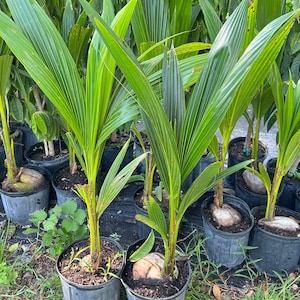3ft Malayan Dwarf Coconut Tree. No Ship to CA. - Etsy