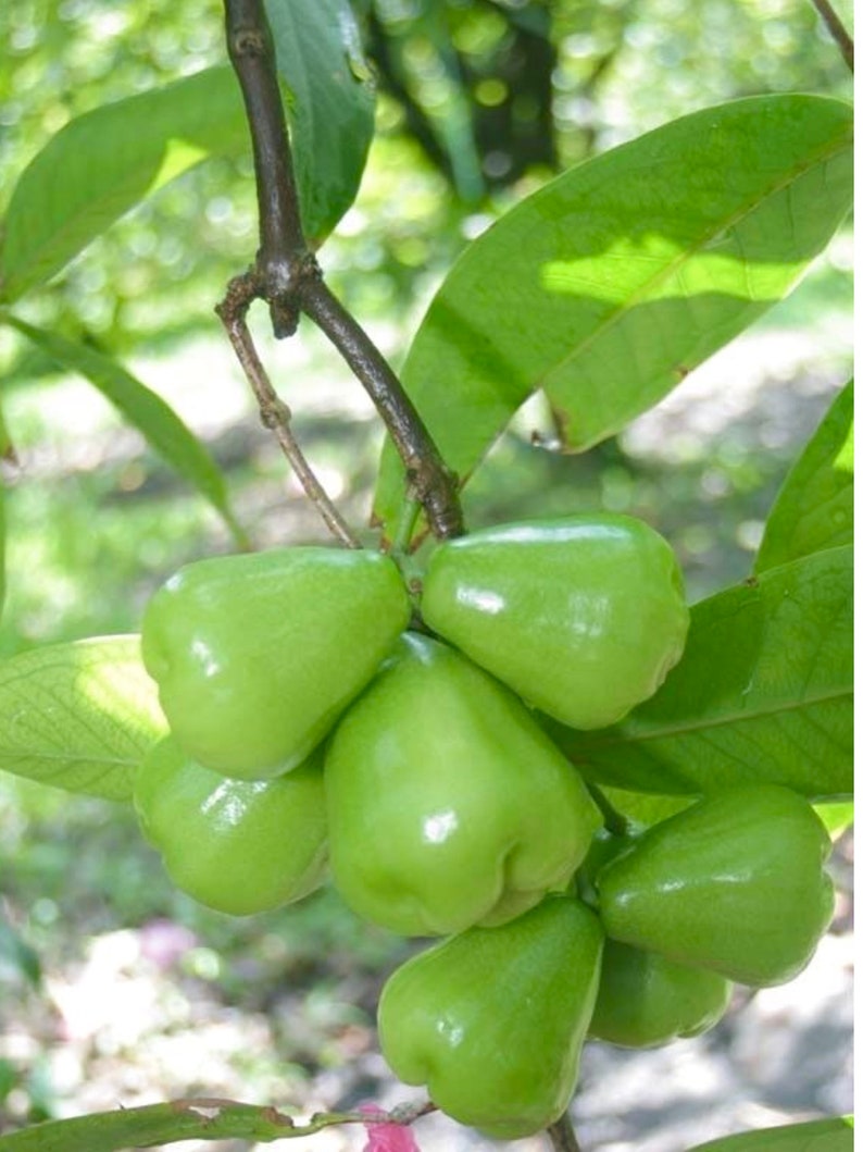 Green Wax Apple Tree - 3-gallon Pot - 3ft - Etsy