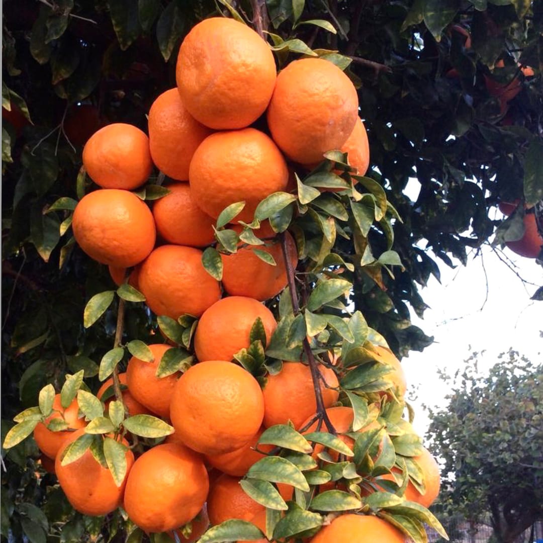 Ponkan Mandarin Grafted Tree (citrus Reticulata) - Chinese Honey Orange ...