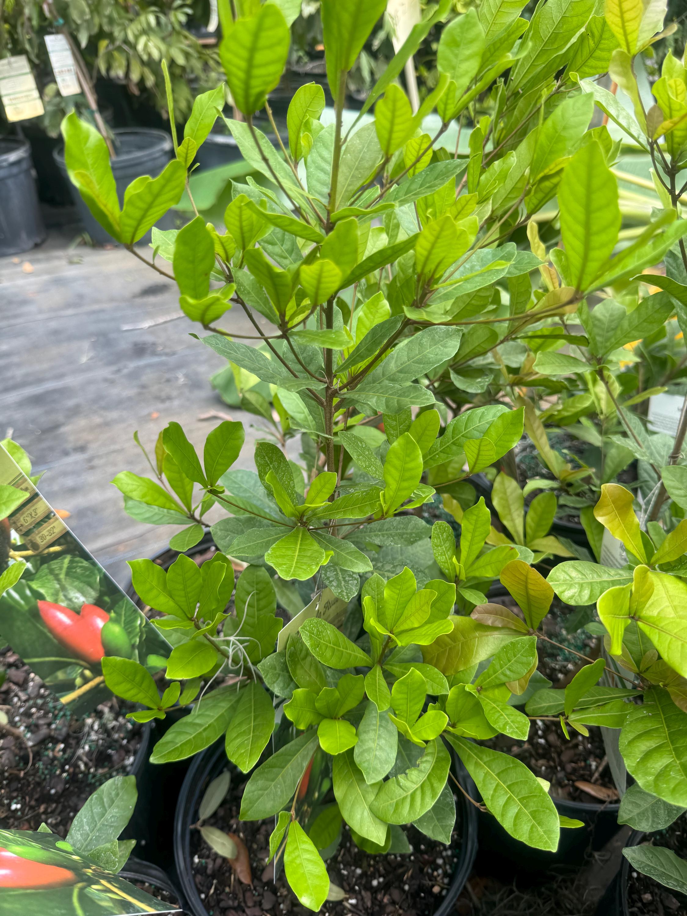 Miracle Fruit Berry Tree - Synsepalum Dulcificum - 2ft to 3ft Tall in ...