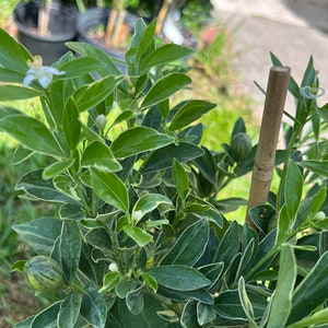 Dwarf Variegated Kumquat Tree With Fruit & Flowers in 3gl Pot. No Ship ...