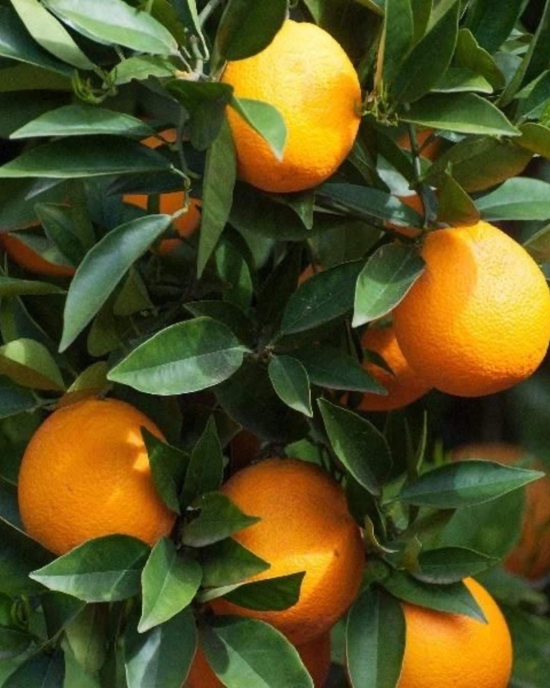 Sunburst Tangerine 3ft Grafted Tree . - Etsy