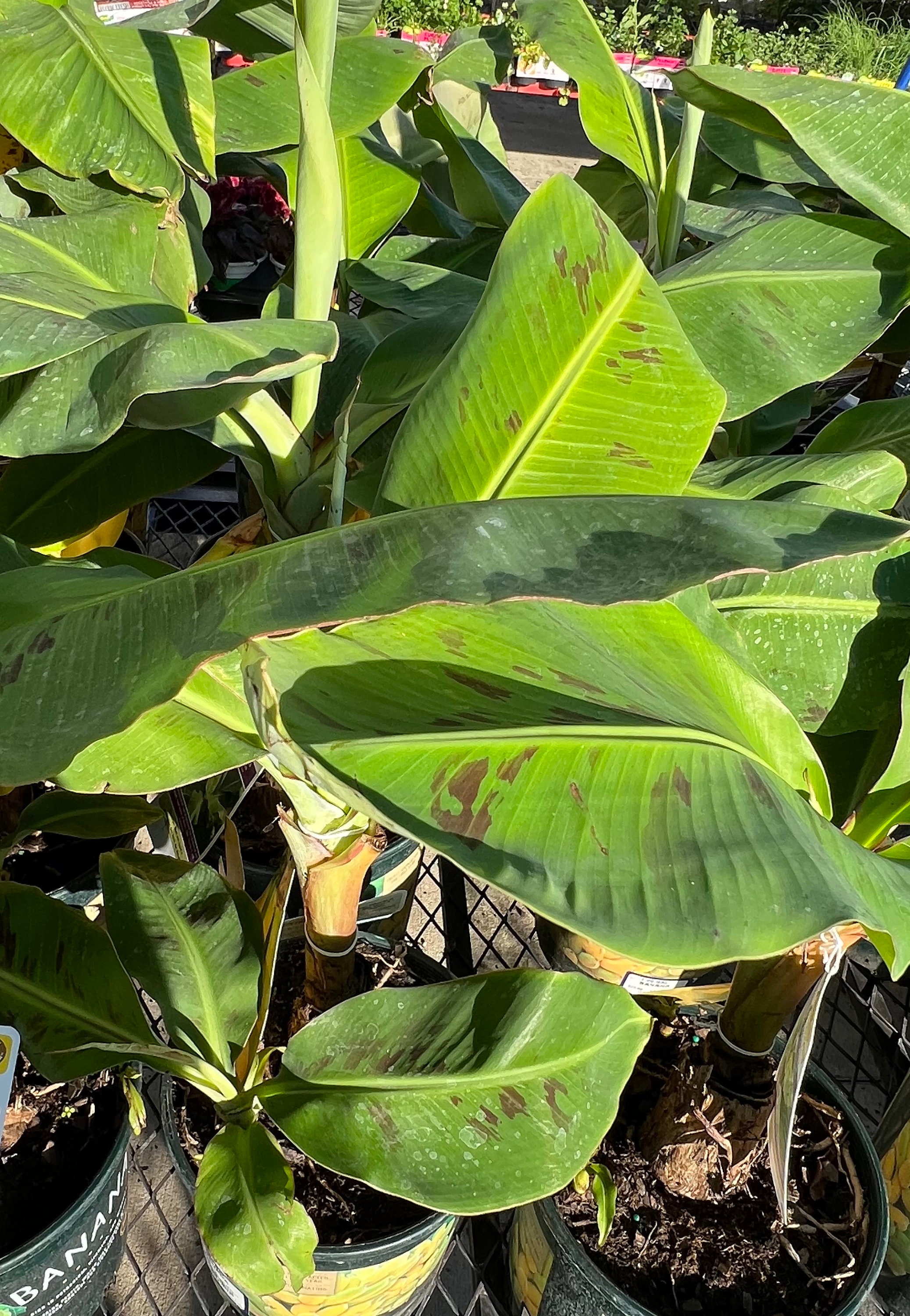 Dwarf Cavendish Banana Tree Almost 2ft Tree. - Etsy