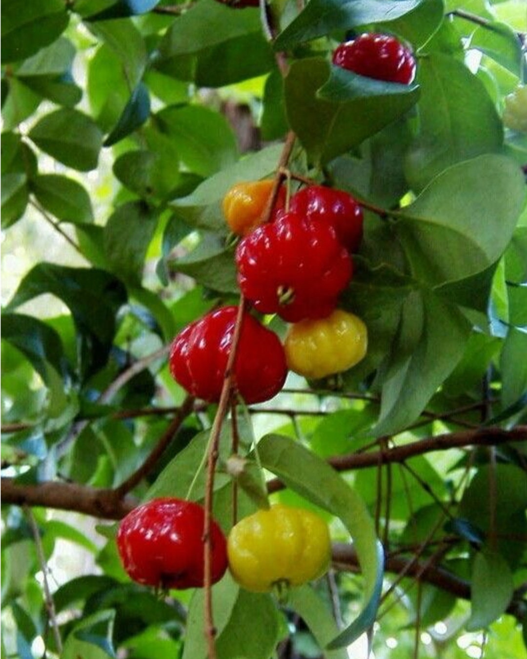Surinam Cherry Tree Almost 3ft( Bushes) Get Fruit Soon. - Etsy