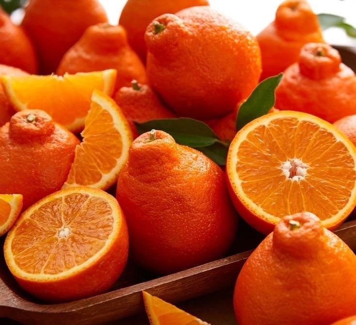 Sweet Honeybell Tangelos Tree 3ft Grafted Tree. No Ship to Ca. - Etsy