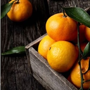 Murcott Honey Mandarin 3ft Grafted Tree ( No Shipping Ca). - Etsy