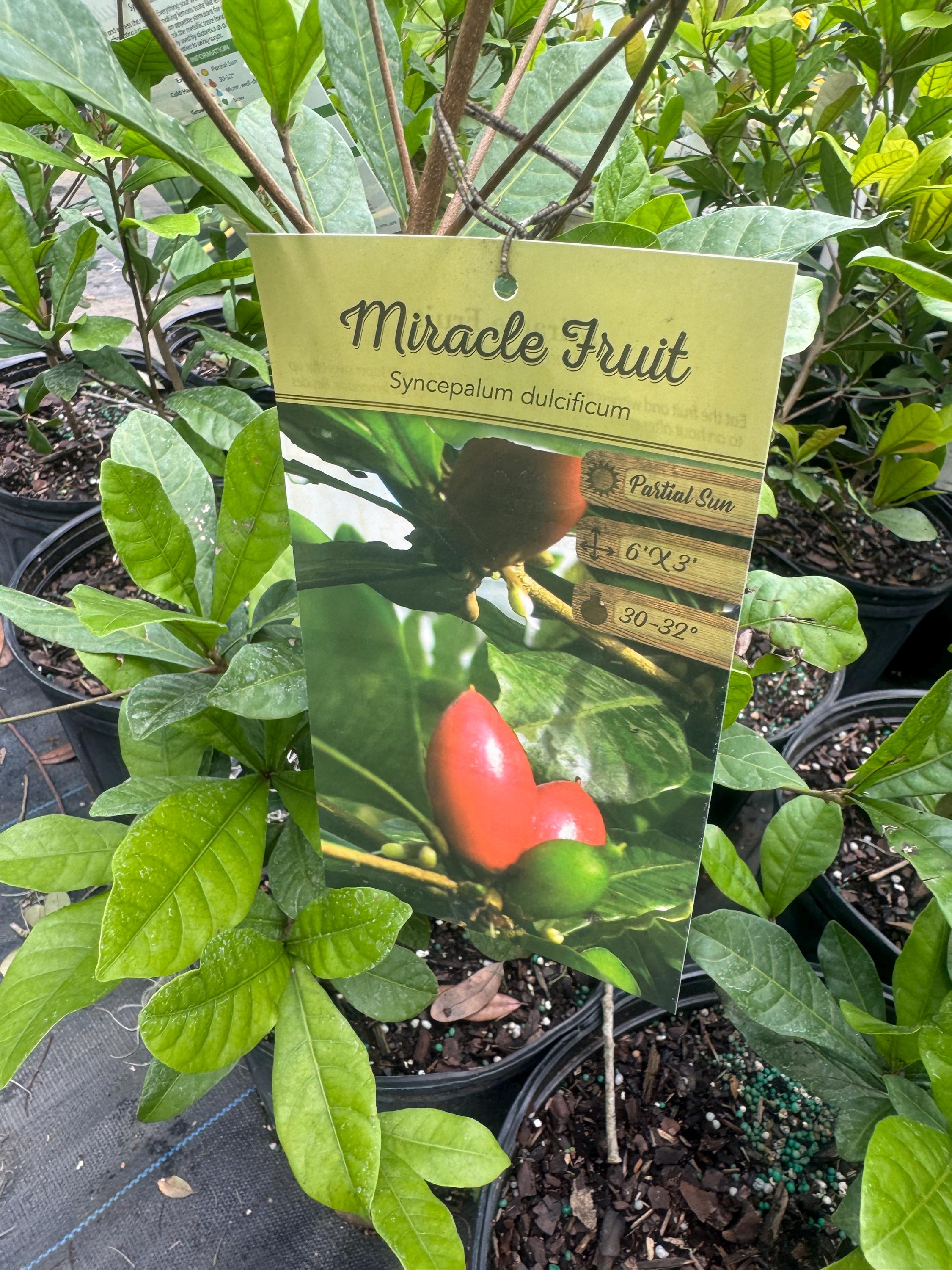 Miracle Fruit Berry Tree - Synsepalum Dulcificum - 2ft to 3ft Tall in ...