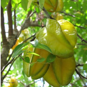 Sweet Star Fruit Tree 3ft &up With Flowers. No Shipping Ca. - Etsy