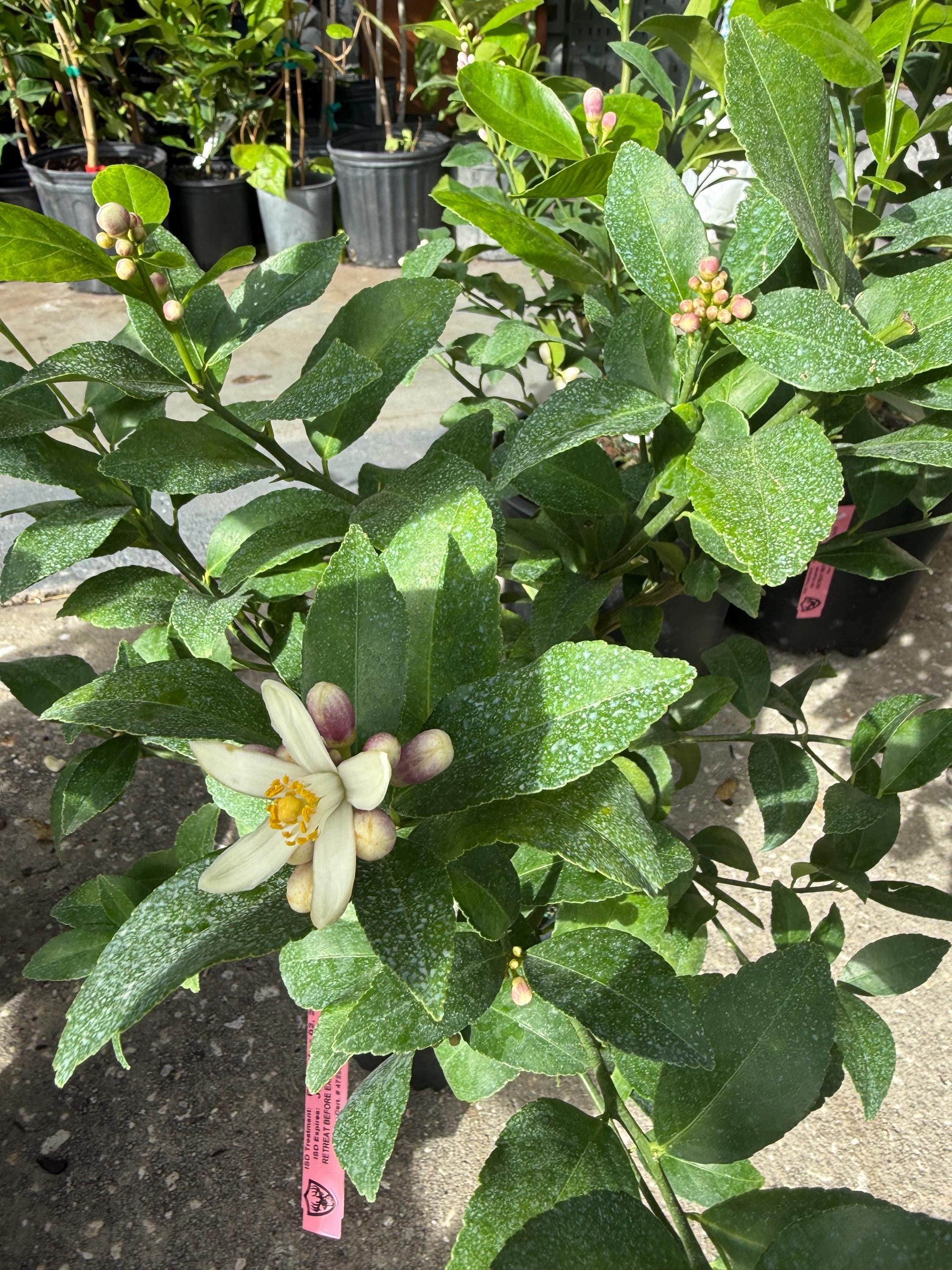 Dwarf Meyer Lemon Tree With Fruit & Flowers (3gl Pot) - No CA Shipping ...
