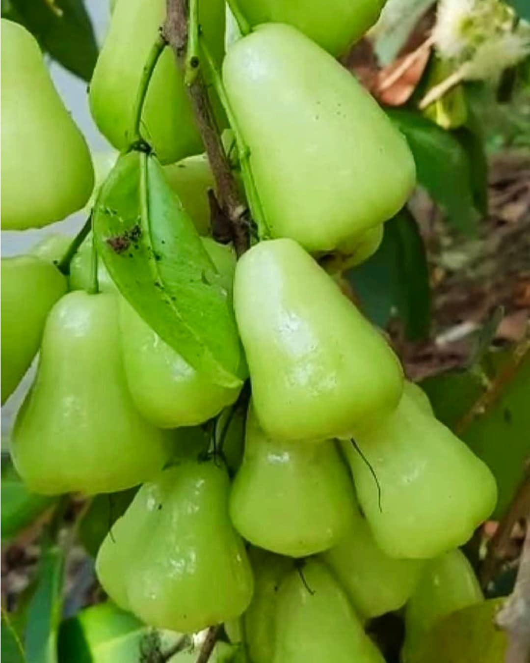 Green Wax Apple Tree - 3-gallon Pot - 3ft - Etsy