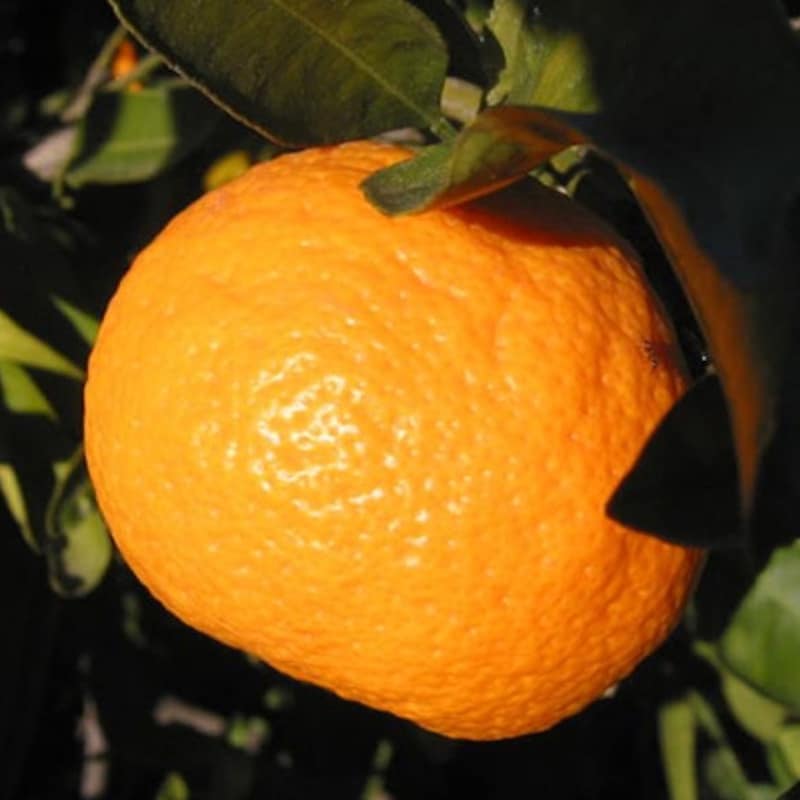 King of Mango - Etsy