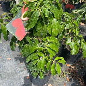 Sweetheart Lychee Tree - 3 Feet Tall - Live Plant in 3 Gallon Pot - Etsy