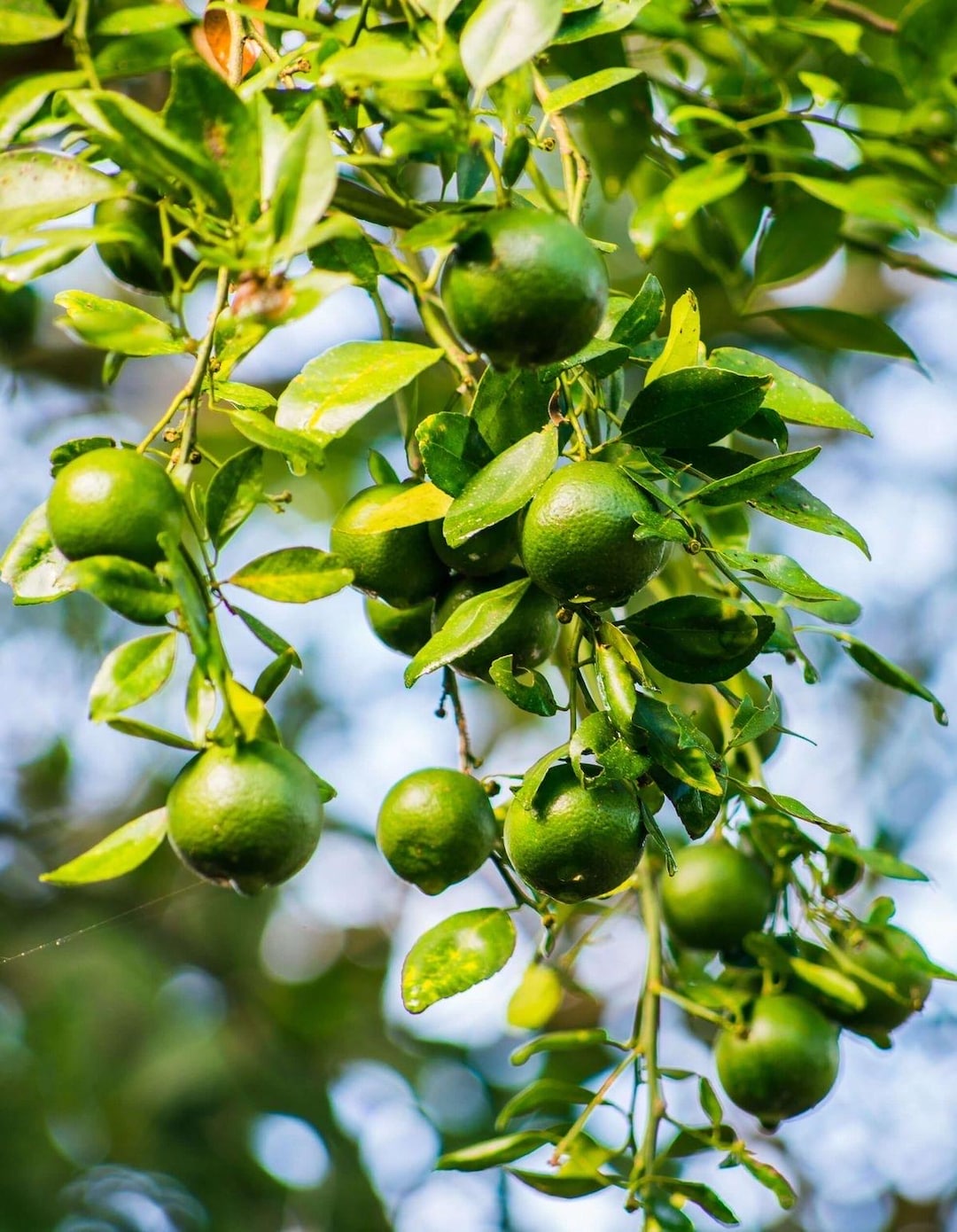 Dwarf Key Lime Limequat With Flowers and Fruits One-gallon Pot. No ...