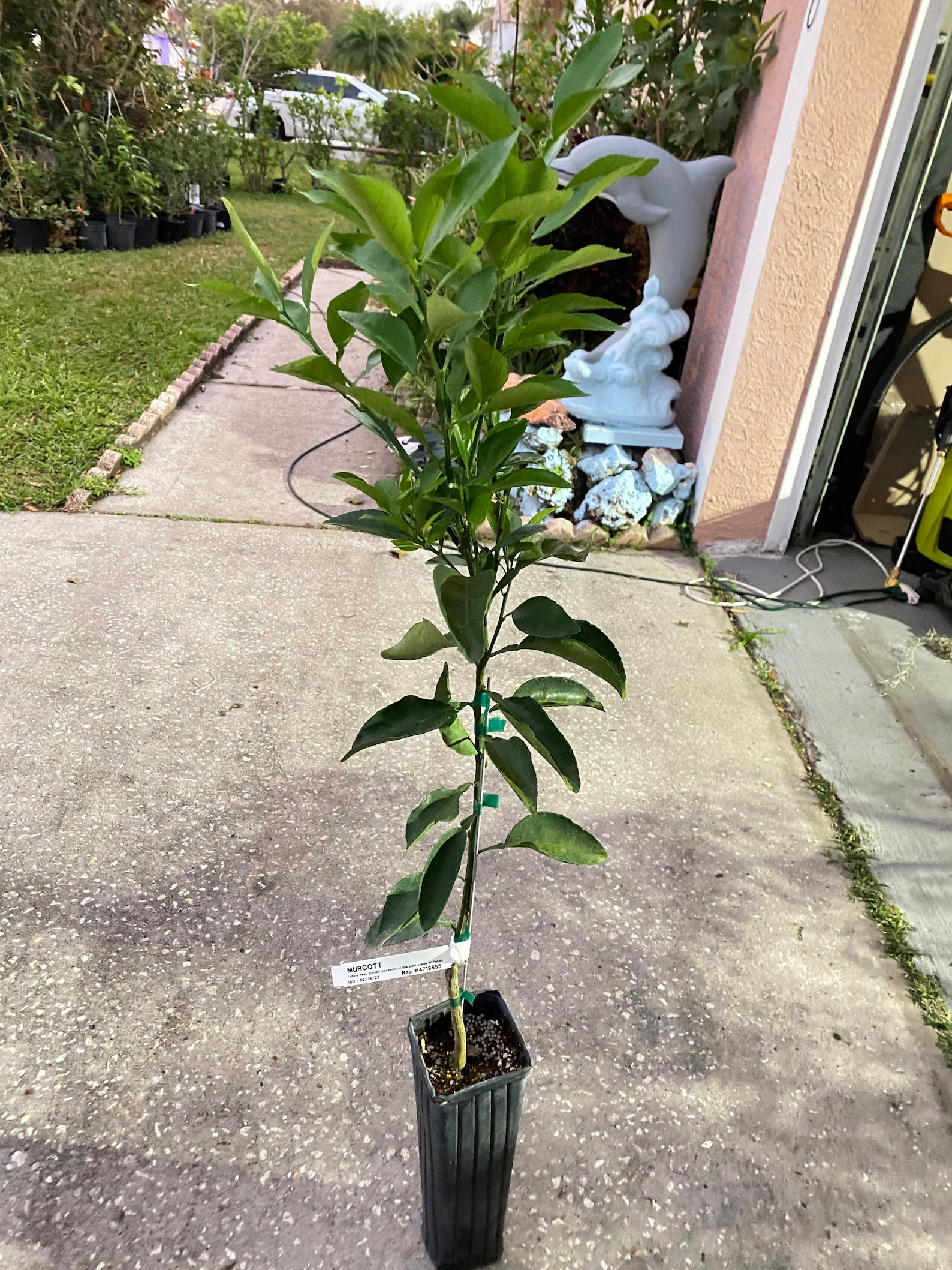 Murcott Honey Mandarin 3ft Grafted Tree ( No Shipping Ca). - Etsy