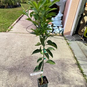 Murcott Honey Mandarin 3ft Grafted Tree ( No Shipping Ca). - Etsy