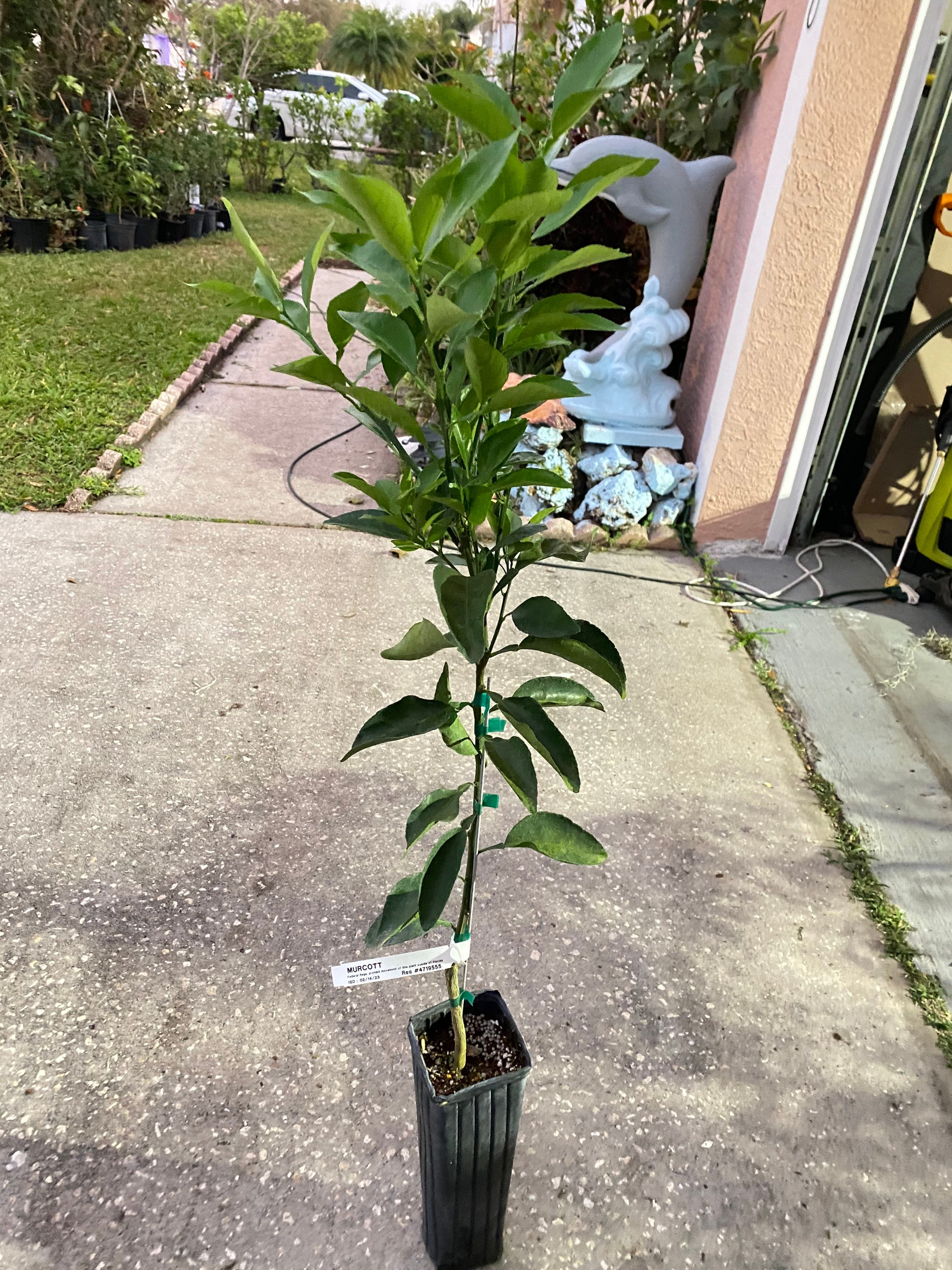 Murcott Honey Mandarin 3ft Grafted Tree ( No Shipping Ca). - Etsy