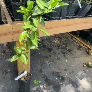 Pages Mandarin Orange Tree 3ft & up Tall Grafted Tree. - Etsy