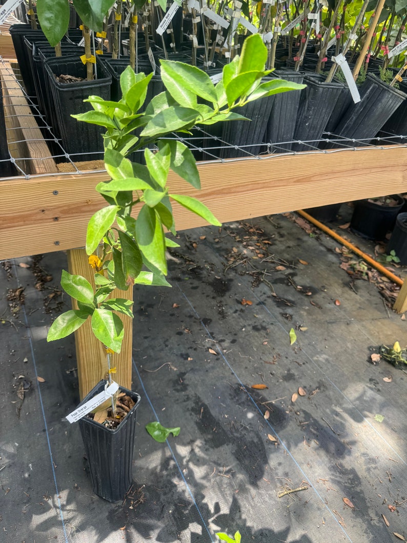Pages Mandarin Orange Tree 3ft & up Tall Grafted Tree. - Etsy