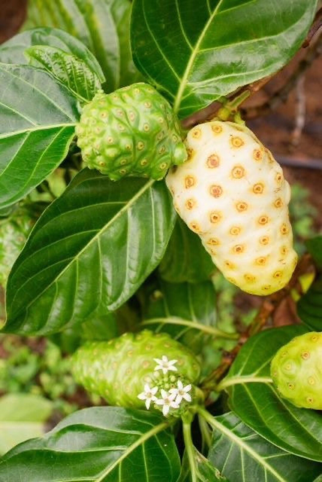 Hawaiian Organic Noni Tree 1ft & Up - Etsy