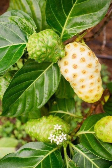 Hawaiian Organic Noni Tree 1ft & Up - Etsy