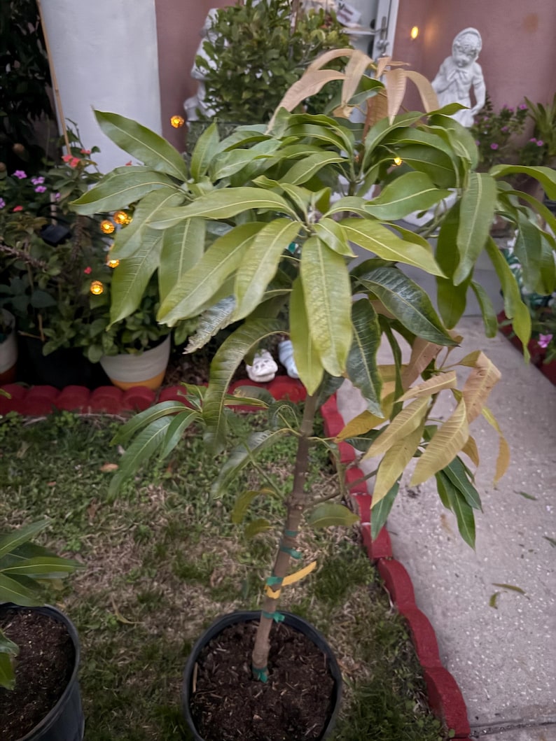 Kesar Mango Tree 2ft & up Grafted. Shipping With 3gl Pot ( No Ship to ...