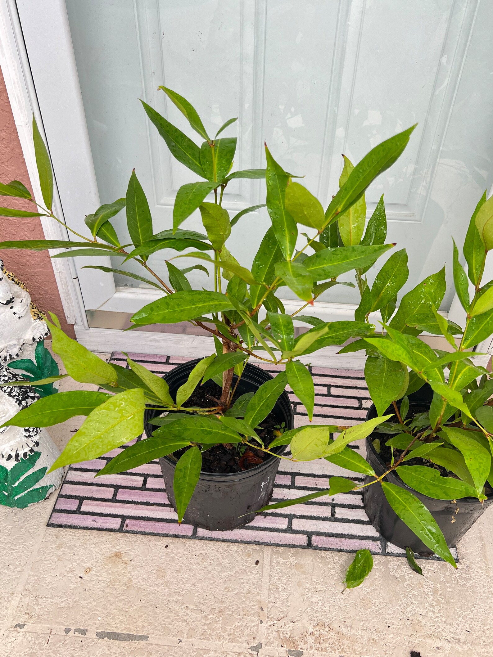 Red Wax Apple- Air Layered Tree Almost 3ft. No Shipping Ca - Etsy