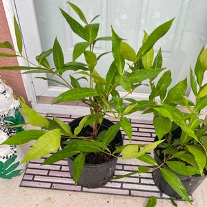 Red Wax Apple- Air Layered Tree Almost 3ft. No Shipping Ca - Etsy