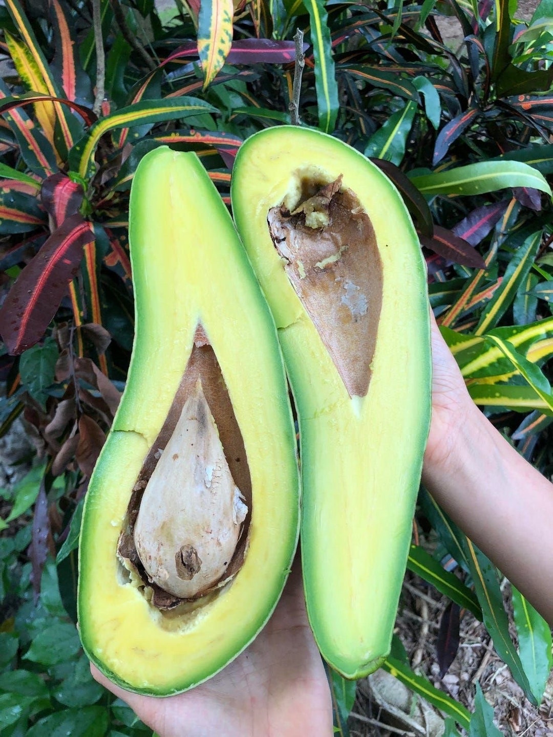 Long-neck" Avocados "persea Americana Russell." 3ft to 4ft Air Layered ...