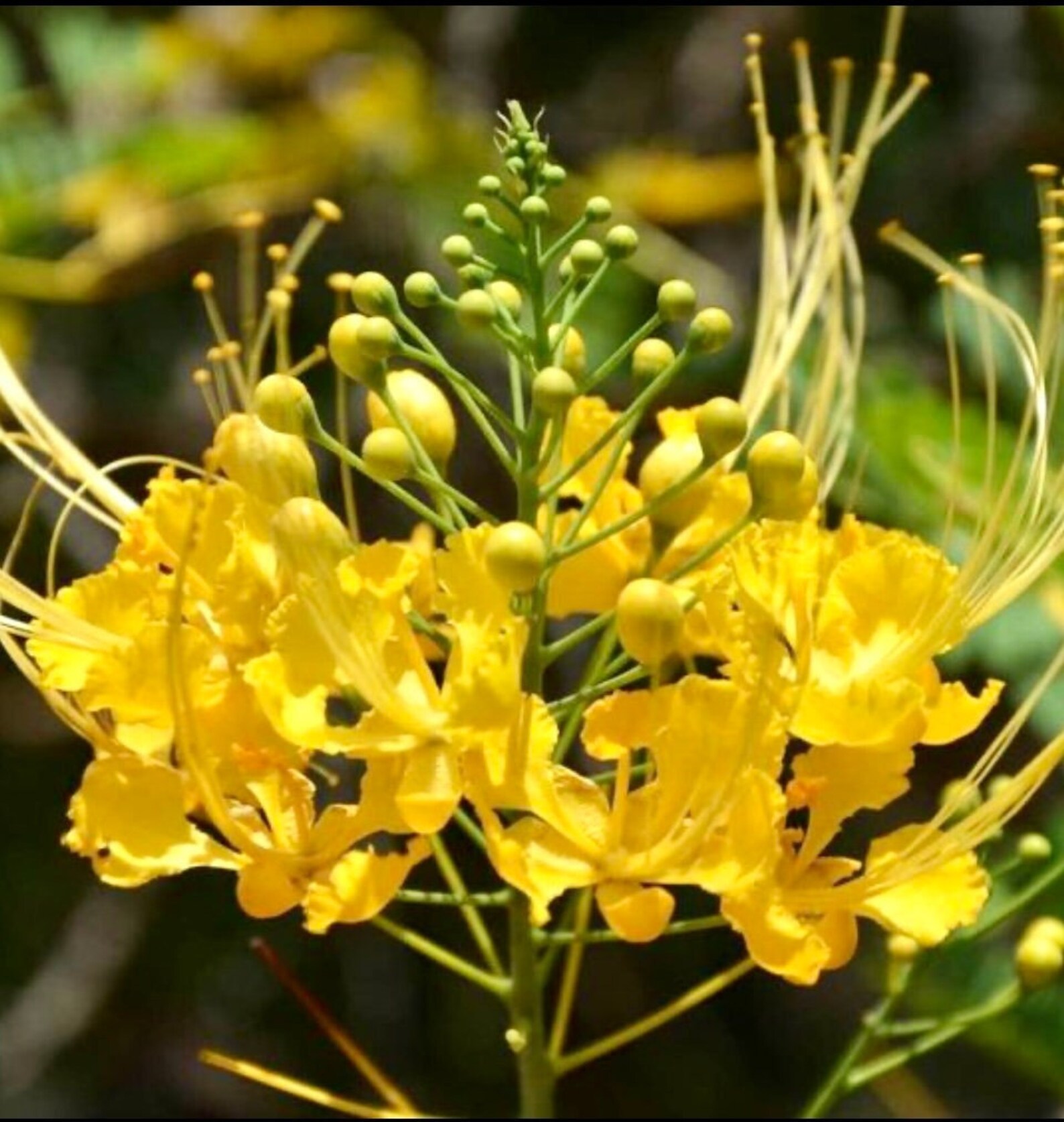 Dwarf Bright Yellow Pride of the BARBADOS Tree ( 3ft) - Etsy