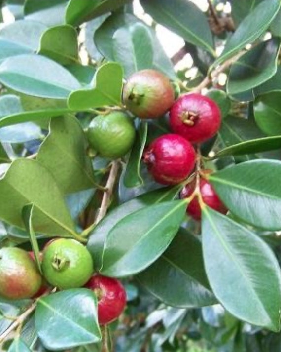 Strawberry Guava Tree