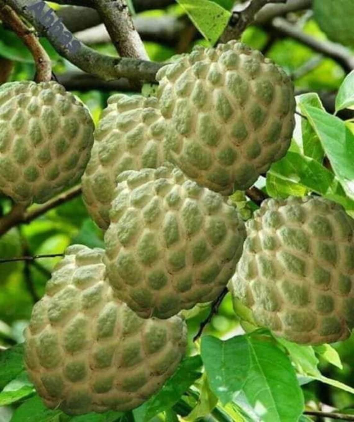 Organic Sugar Apple/ Custard Apple Tree Almost 3ft - Etsy
