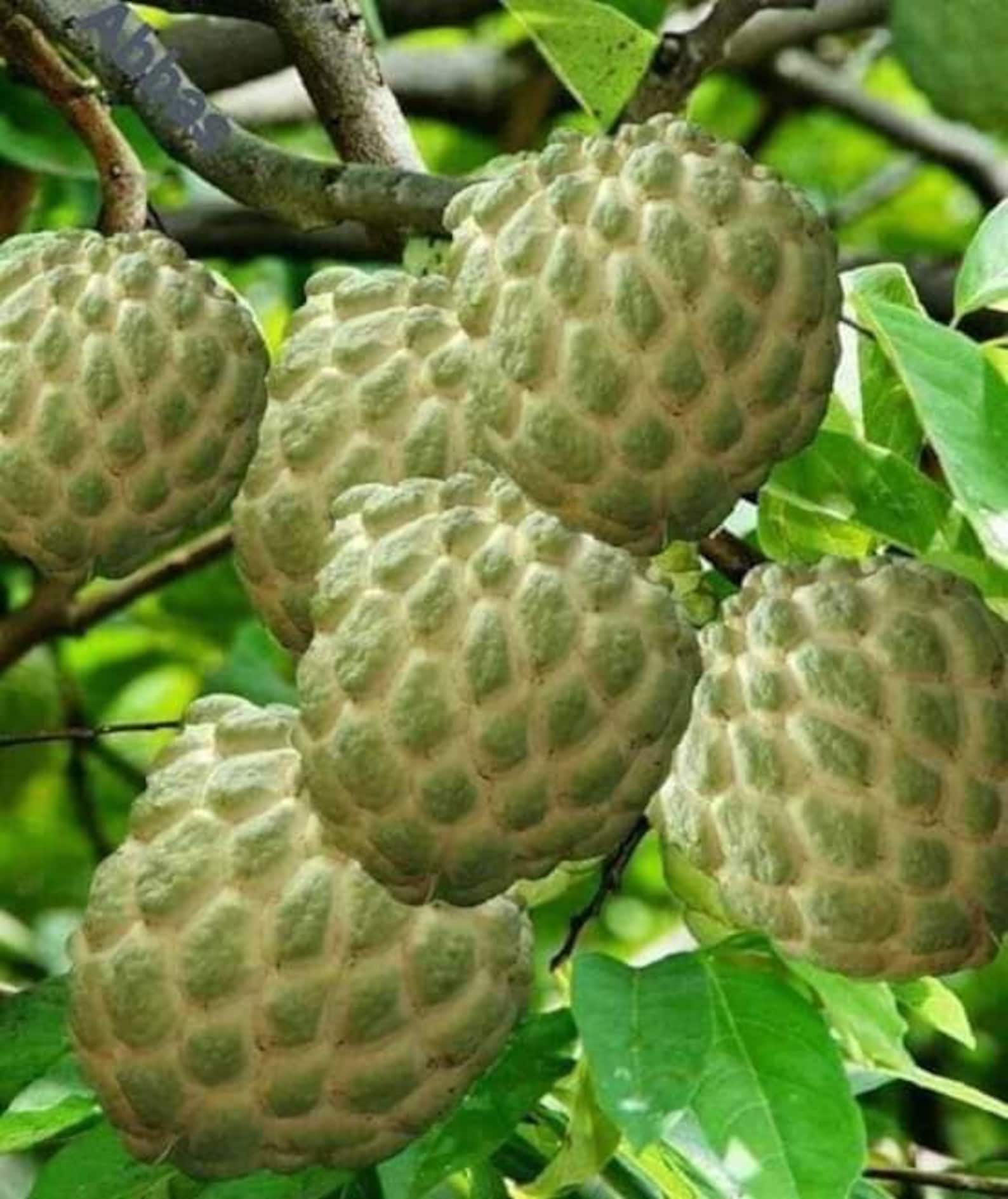 Organic Sugar Apple/ Custard Apple Tree Almost 3ft - Etsy