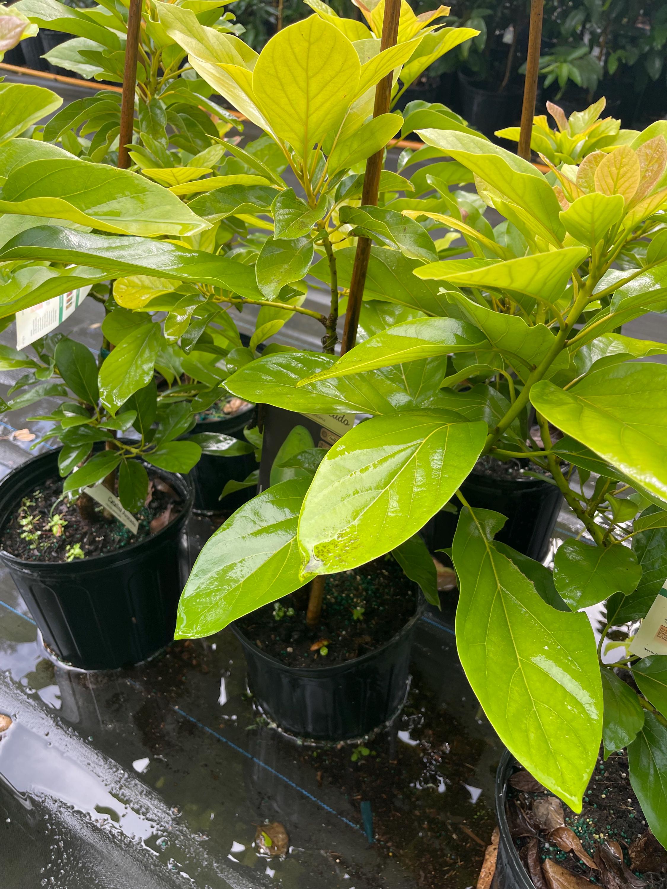 Avocado Tree: Air Layered Tree 3ft/ 4ft Grafted (fantastice Variety ...