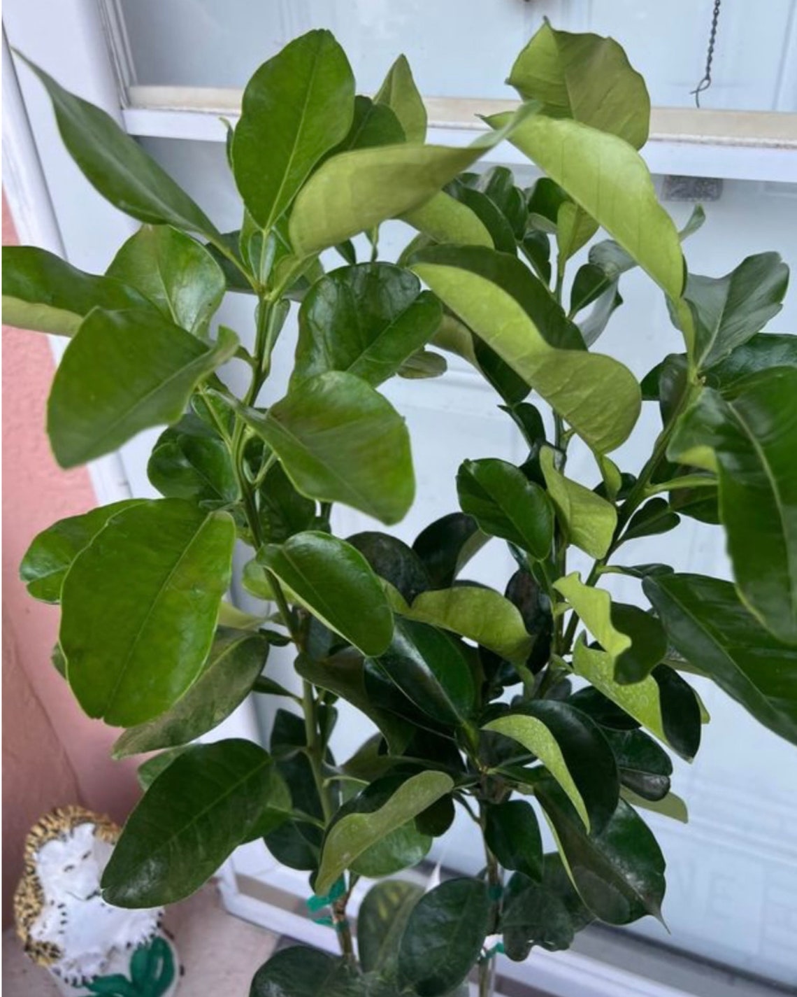 Grapefruit PUMMELO Grafted Tree 3ft Tall. (no Shipping CA. ) - Etsy