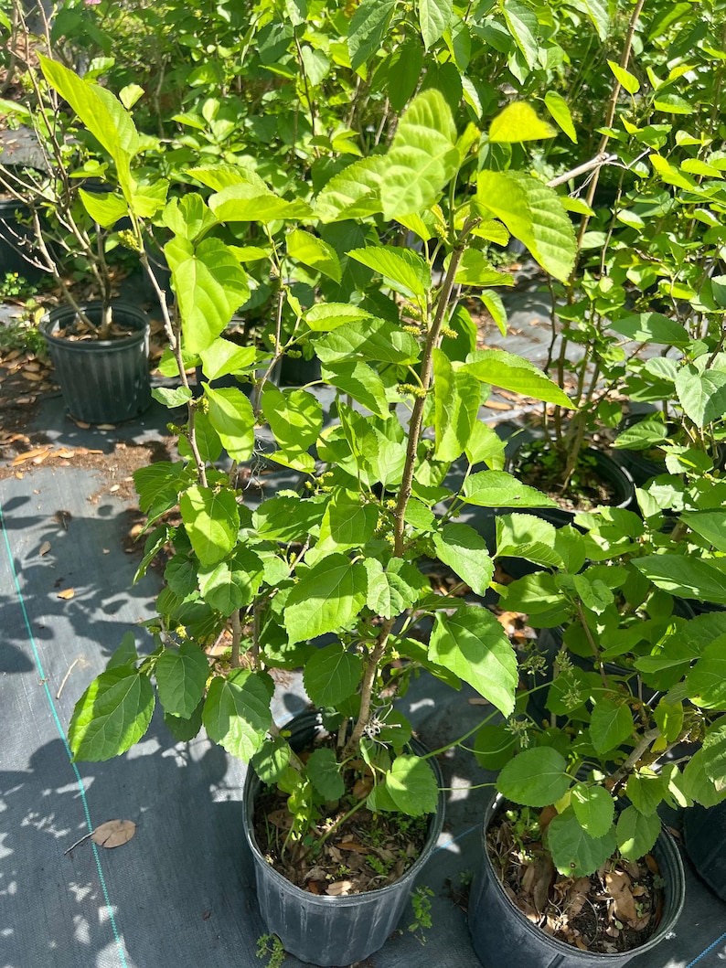 Everbearing Mulberry Tree With Fruit 3ft.no Shipping Ca - Etsy