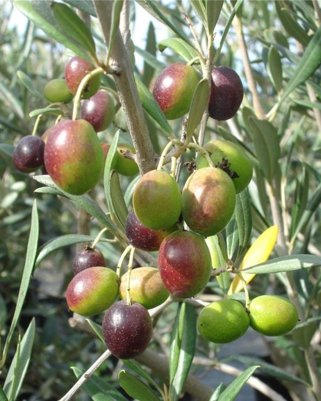 Arbequina Olive Tree 4ft Air Layered Tree. No Ship to Ca. - Etsy