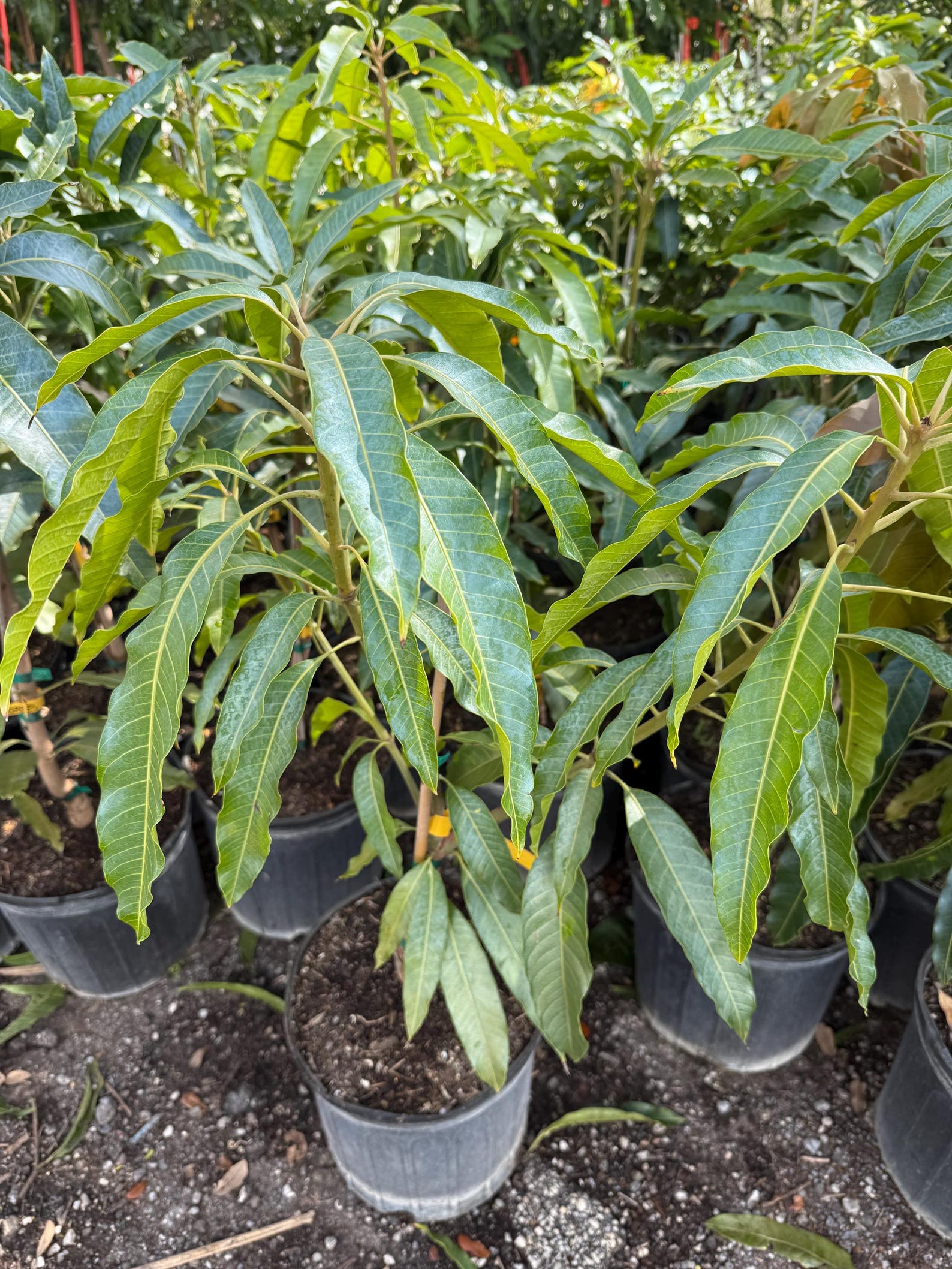 Mun Kun Si Mango Tree (nam Doc Mai) - 3ft Air Layered Tree - Etsy