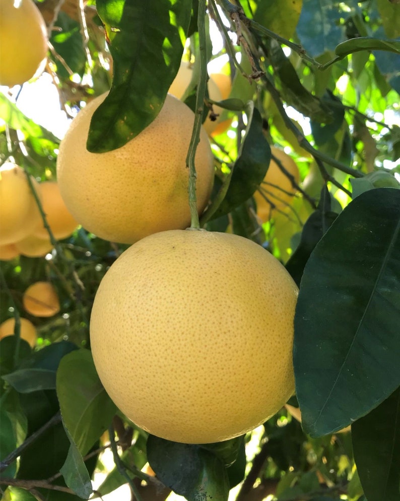 Pink Grapefruit Tree, 3ft Tall, Grafted Tree .. No Shipping Ca - Etsy