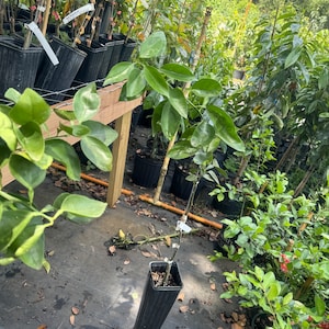 Sweet Honeybell Tangelos Tree 3ft Grafted Tree. No Ship to Ca. - Etsy