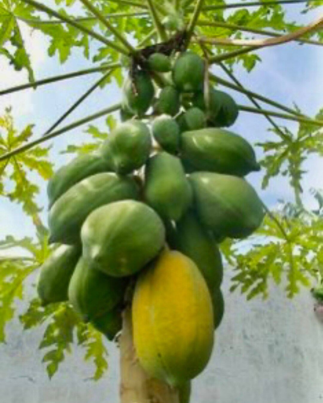 Dwarf Red Lady Papaya Tree 2ft. Nice and Healthy Tree. No Ship to Ca ...