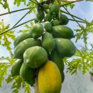 Dwarf Red Lady Papaya Tree 2ft. Nice and Healthy Tree. No Ship to Ca ...