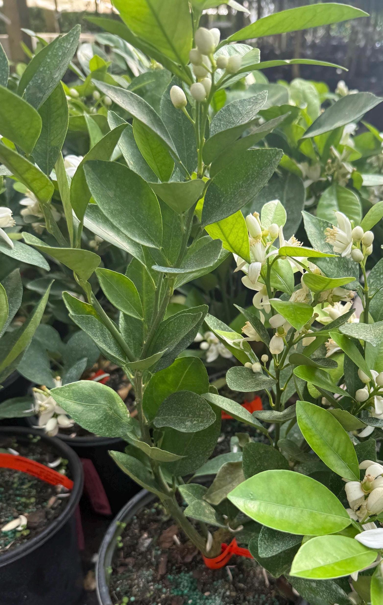 Dwarf Blood Orange Tree (tarocco) in One Gl Pot. No Ship to CA. - Etsy